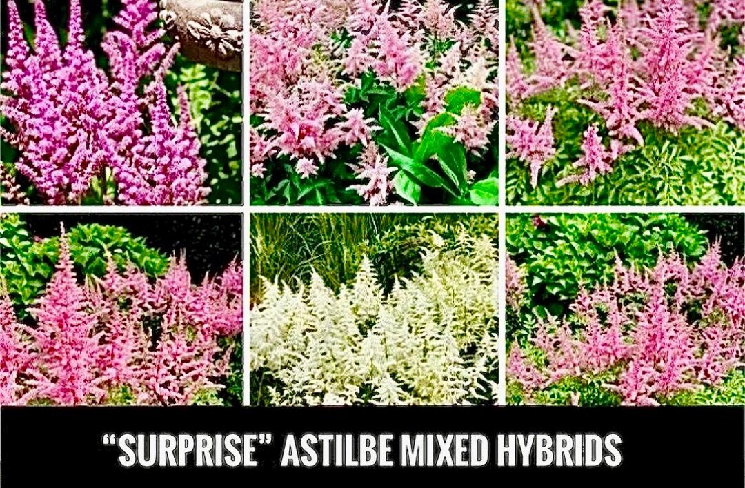 4/ “SURPRISE!” Mixed ASTILBE Live Bare Root Starter Plants. Lush Shade ...