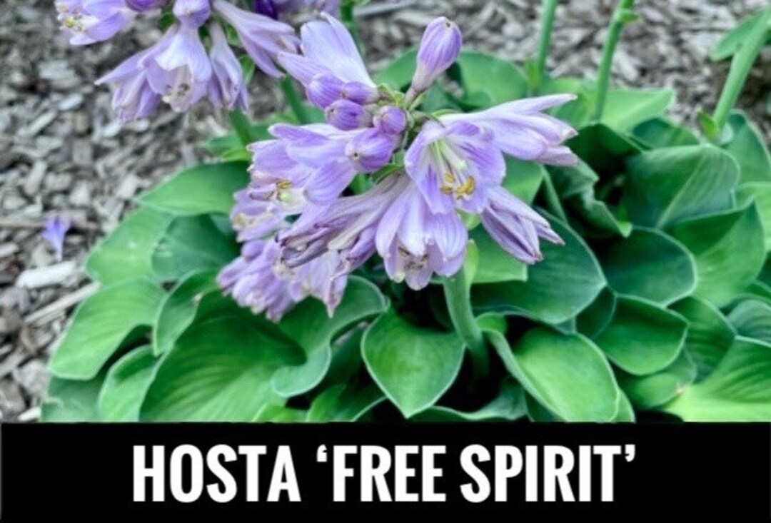 3/ Live BARE Root Hosta free Spirit Starter Plants. Lavender Blooms ...