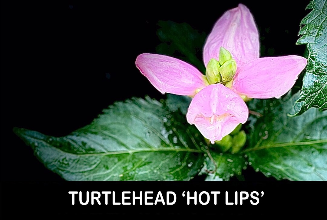 2/ PINK TURTLEHEAD ’hot Lips’ Chelone Iyonii Live Bare Root Perennial ...