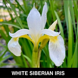 2/ Live WHITE Siberian IRIS Bare Root Rhizome Starter Plants Perennial Cut Flower Clumping USA ...