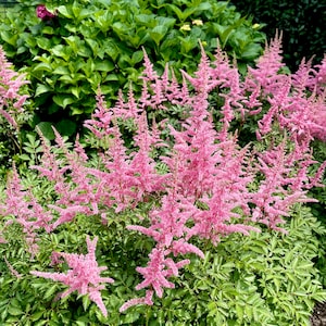 2/ ‘rheinland’ ASTILBE Live Bare Root Starter Plants SHADE Perennial ...