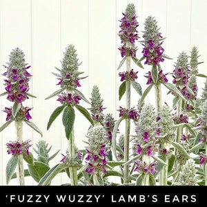 3/ LAMB’S Ears ‘fuzzy Wuzzy’ Hybrid Bare Root Live Starter Plants ...