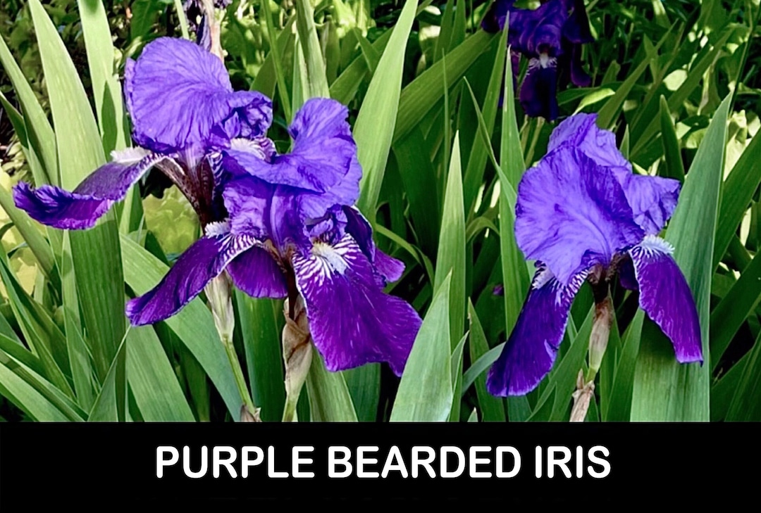 1/ Purple BEARDED IRIS Bare Root Plant Rhizome Flowers Heirloom ...