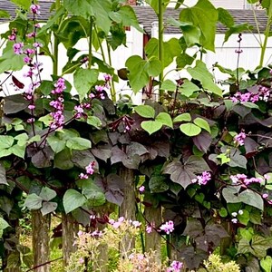 12/ Fresh Organic 2026 HYACINTH BEAN Vine Seeds Experienced USA Grower ...