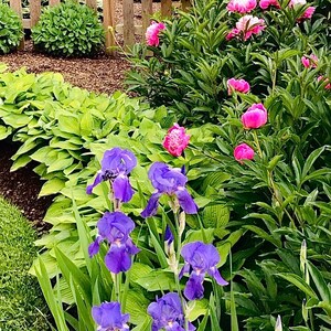1/ Purple BEARDED IRIS Bare Root Plant Rhizome Flowers - Etsy