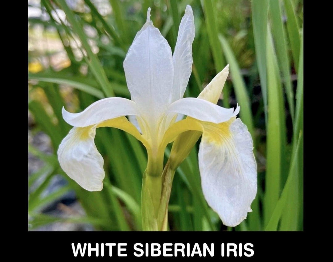 2/ Live WHITE Siberian IRIS Bare Root Rhizome Starter Plants Perennial ...