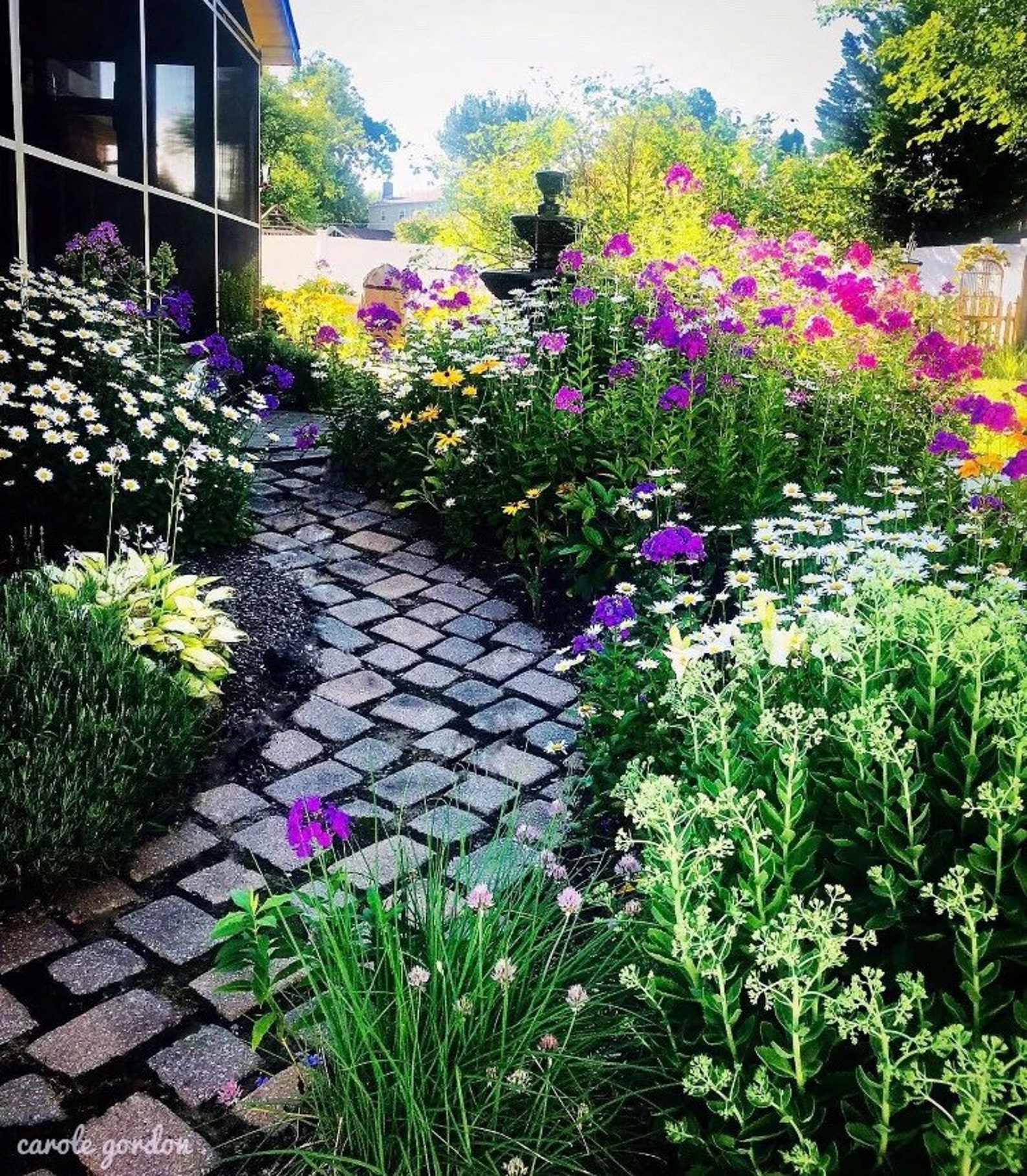 3/ Shasta Daisy BARE Root Starter Plants. Perennial. White - Etsy