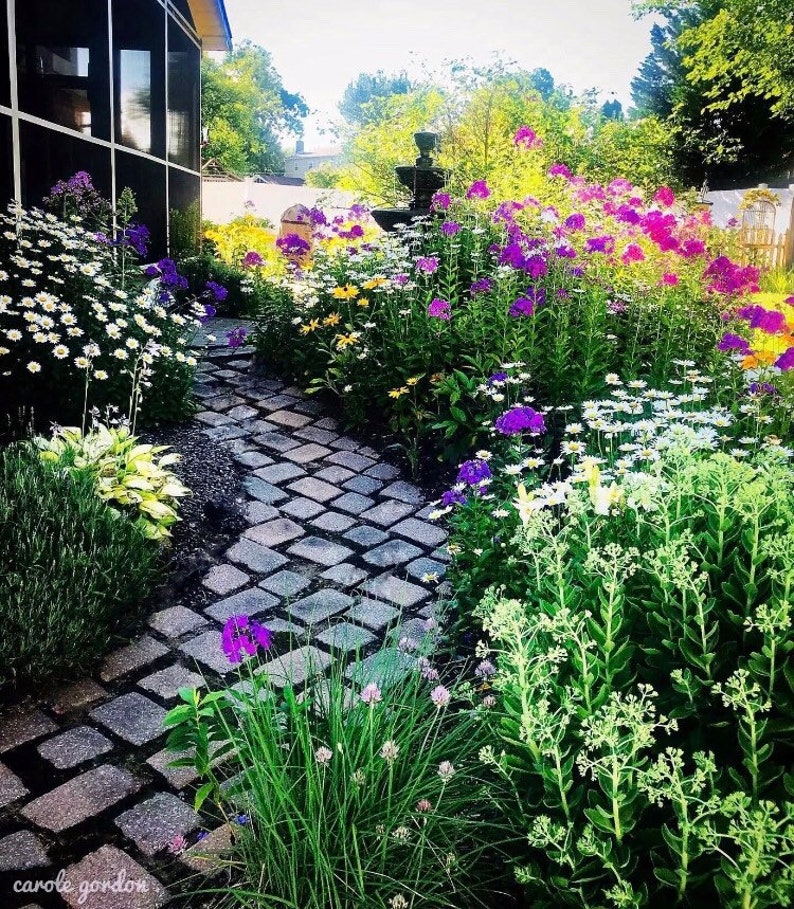 3/ Shasta Daisy BARE Root Starter Plants. Perennial. White - Etsy