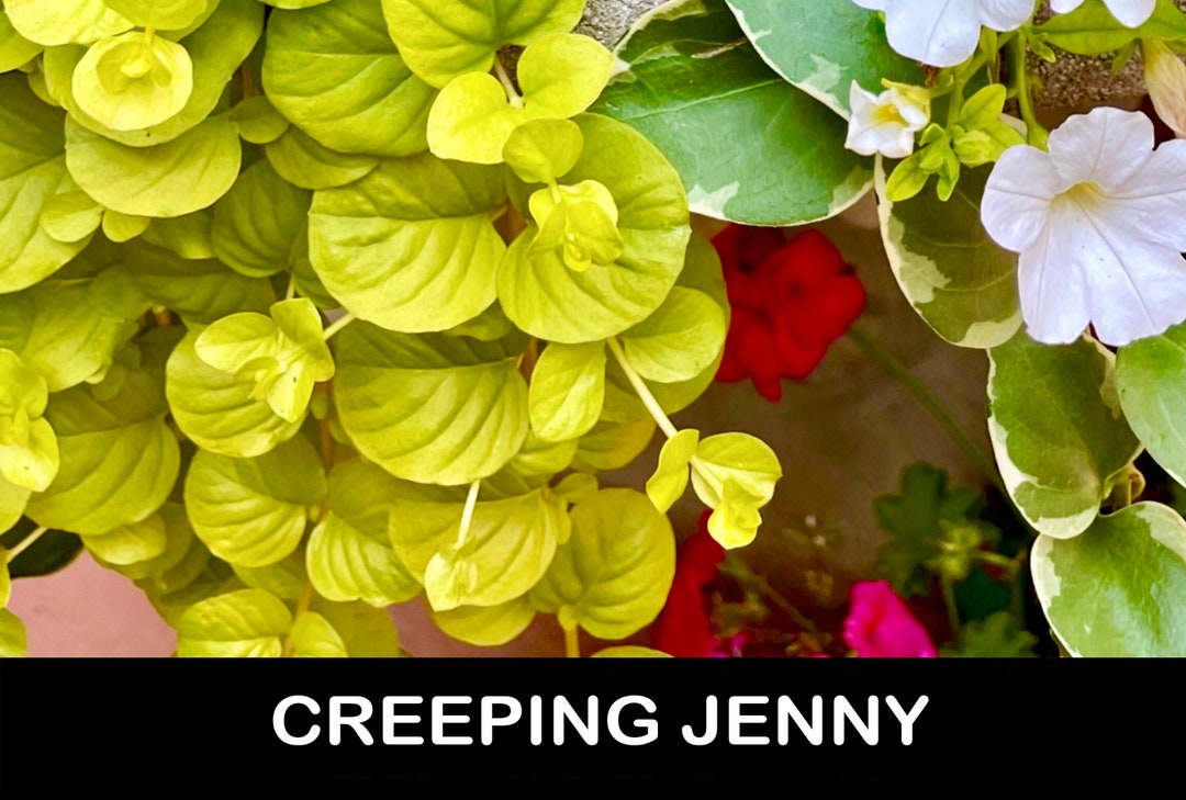 10+/ ‘creeping Jenny’ BARE Root ‘lysimachia Nummularia’ Starter Plants ...