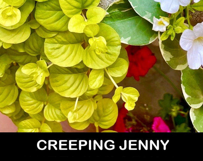 Creeping Jenny Ground Cover Perennial - Etsy