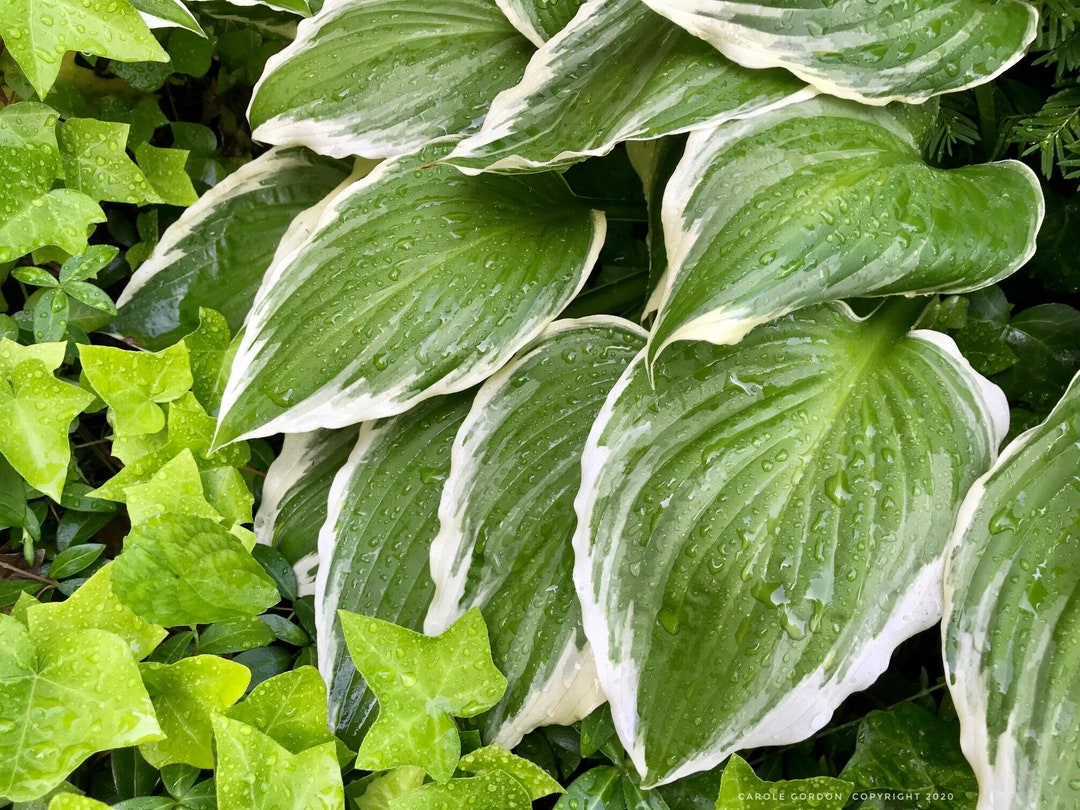 3/ Live BARE Root Hosta albo Marginata Starter Plants. - Etsy