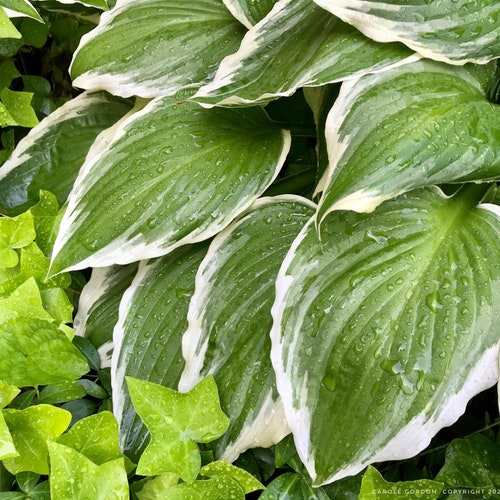 3/ Live BARE Root Hosta albo Marginata Starter Plants. - Etsy