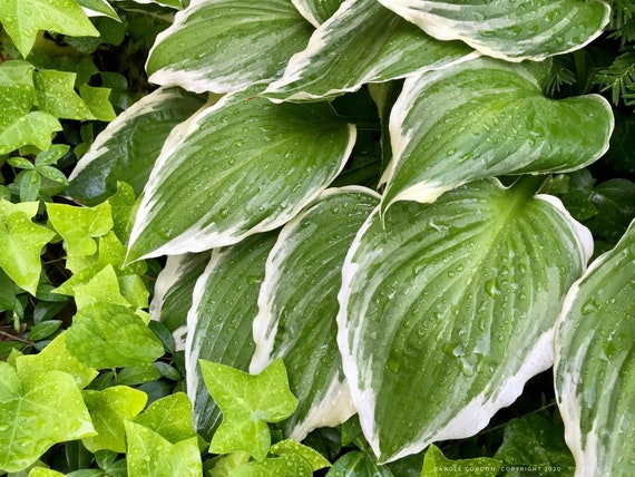 3/ Live BARE Root Hosta albo Marginata Starter Plants. - Etsy