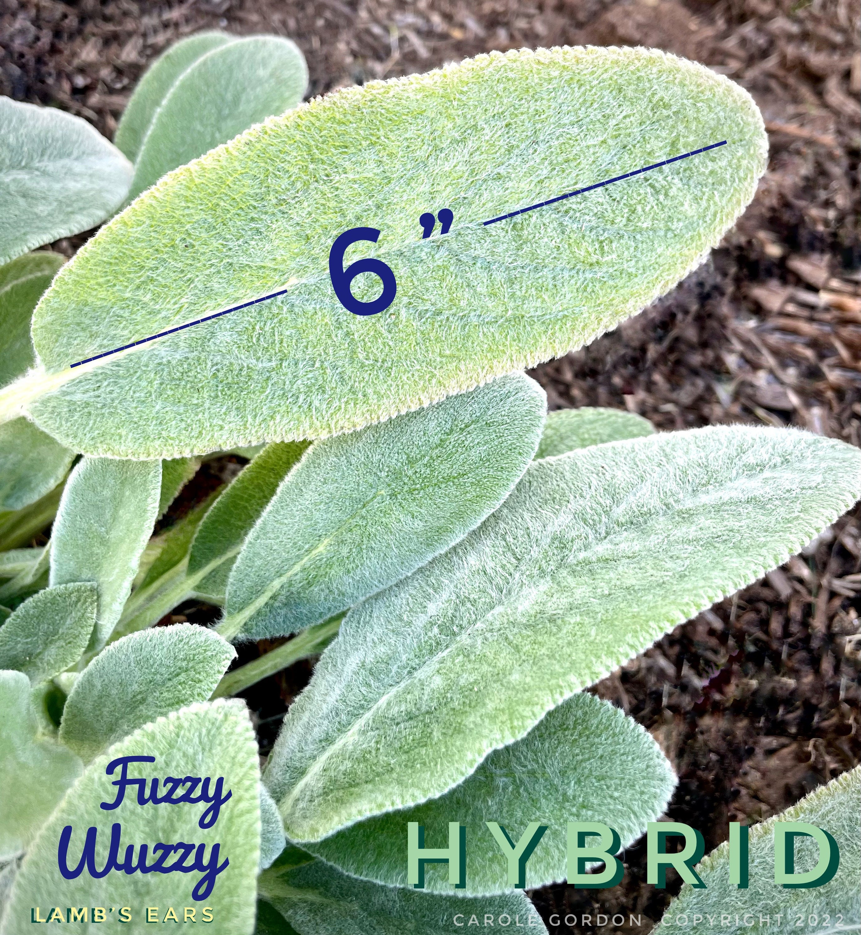 3/ LAMB’S Ears ‘fuzzy Wuzzy’ Hybrid Bare Root Live Starter Plants ...