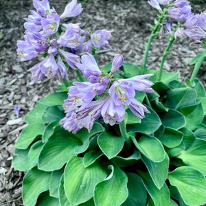 3/ Live BARE Root Hosta free Spirit Starter Plants. Lavender Blooms ...