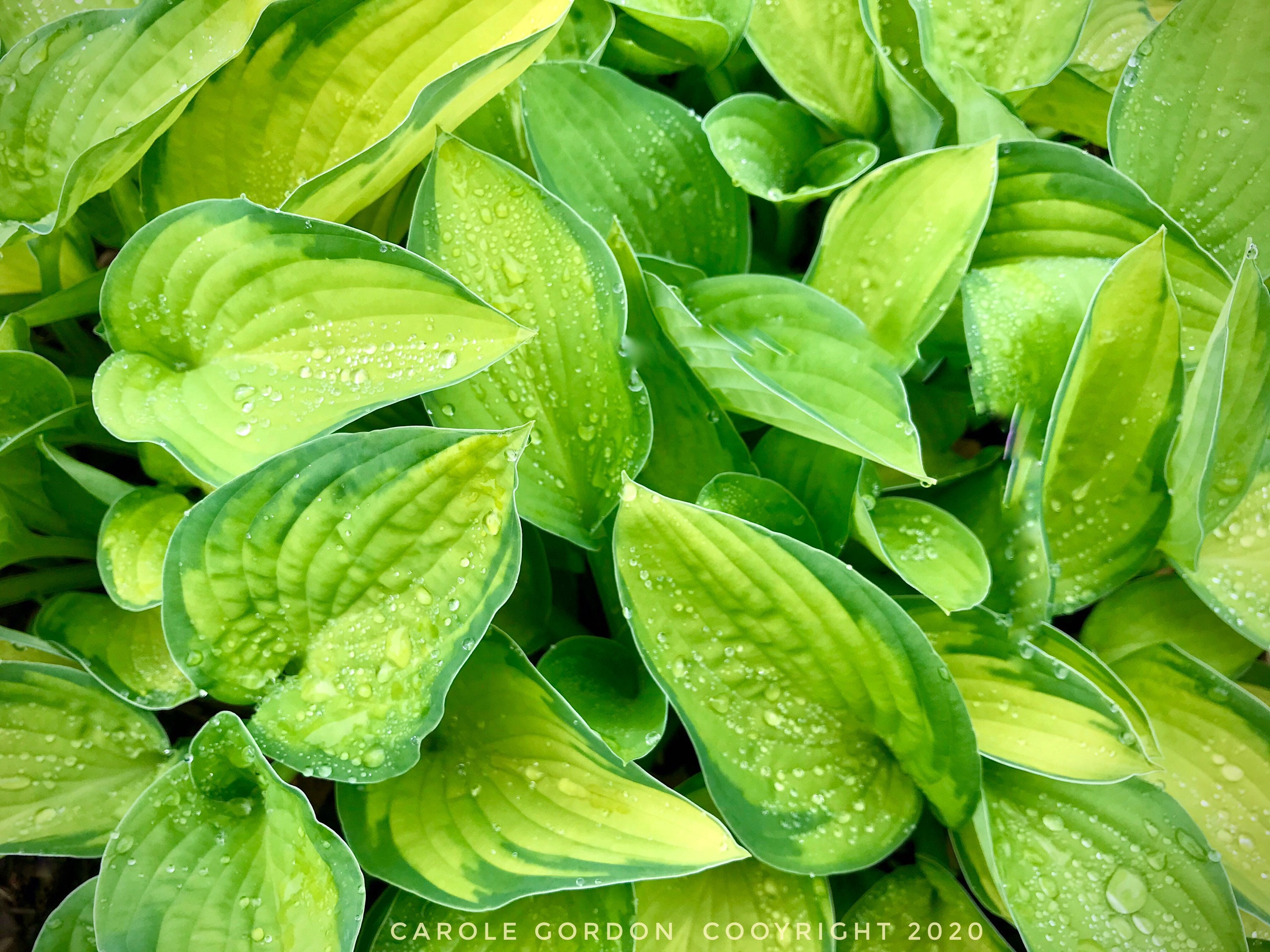 3/ BARE Root Hosta gold Standard Starter Plants. Lavender - Etsy