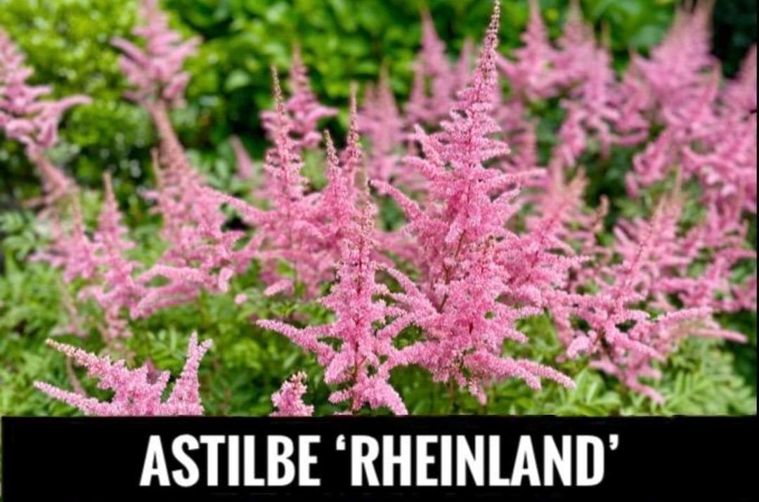 2/ ‘rheinland’ ASTILBE Live Bare Root Starter Plants SHADE Perennial ...
