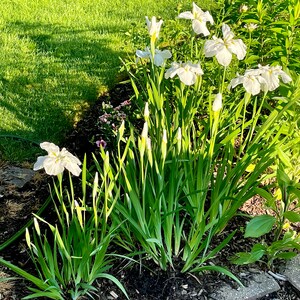 1/ Spectacular Tall White JAPANESE IRIS Live Bare Root Perennial ...