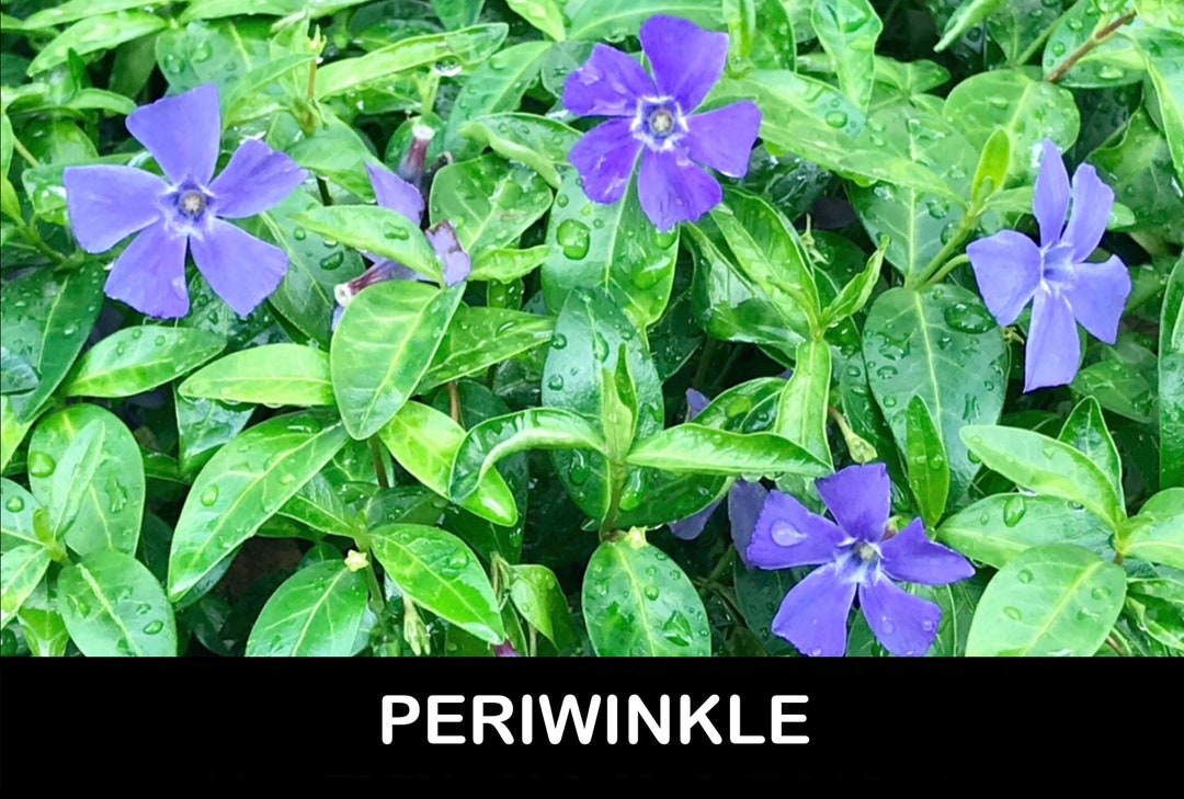 10+/ Periwinkle ‘vinca Minor’ BARE Root Starter Plants. Fast-growing ...