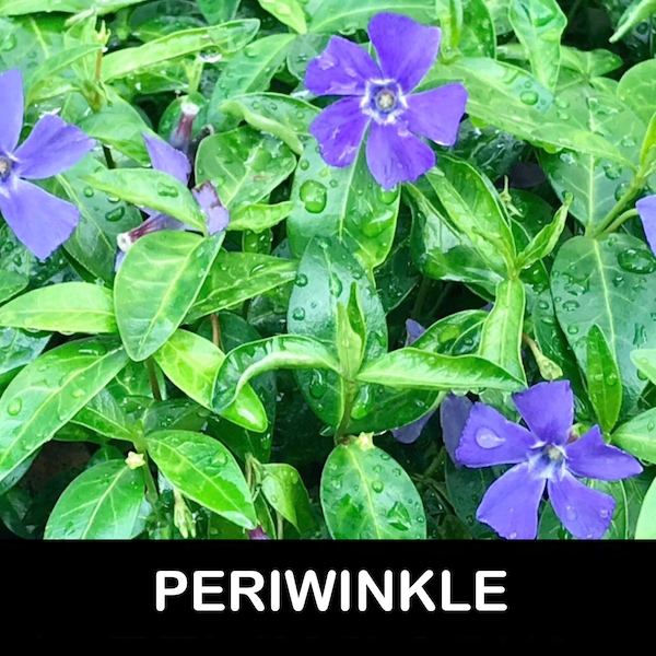 Periwinkle - Etsy