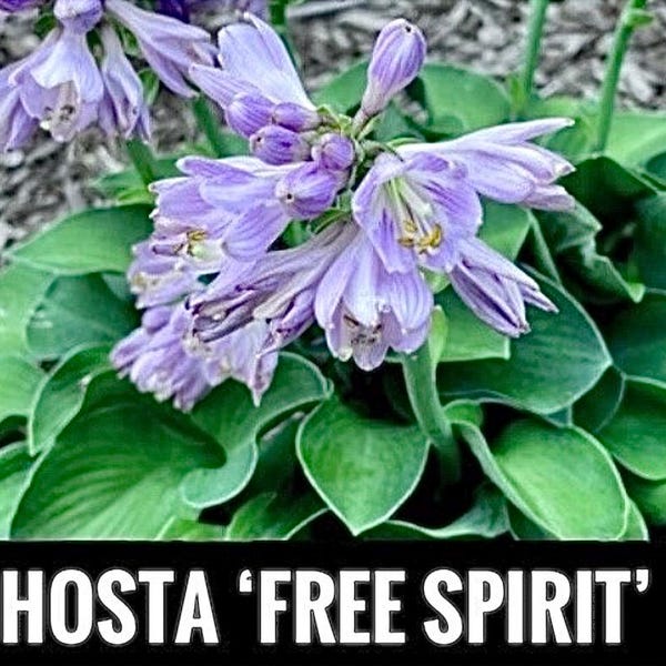 Purple Hosta Plant - Etsy
