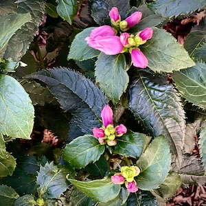 2/ PINK TURTLEHEAD ’hot Lips’ Chelone Iyonii Live Bare Root Perennial ...