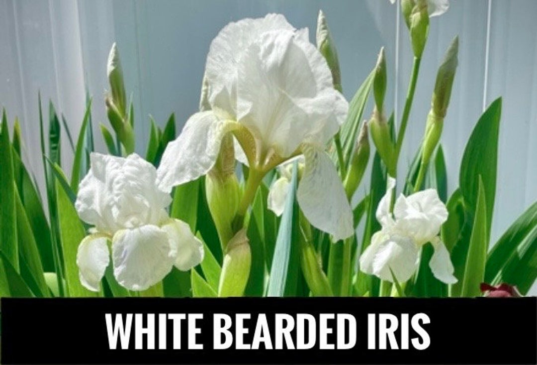 1/ White BEARDED IRIS Bare Root Plant Rhizome Flowers Heirloom ...