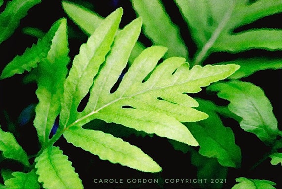 3/ SENSITIVE FERN Bare Root Starter Plants Perennial Native - Etsy