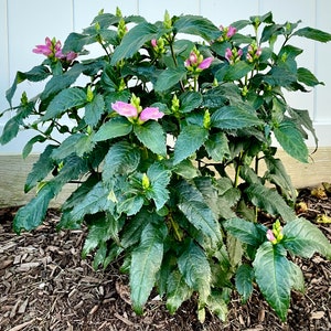2/ PINK TURTLEHEAD ’hot Lips’ Chelone Iyonii Live Bare Root Perennial ...