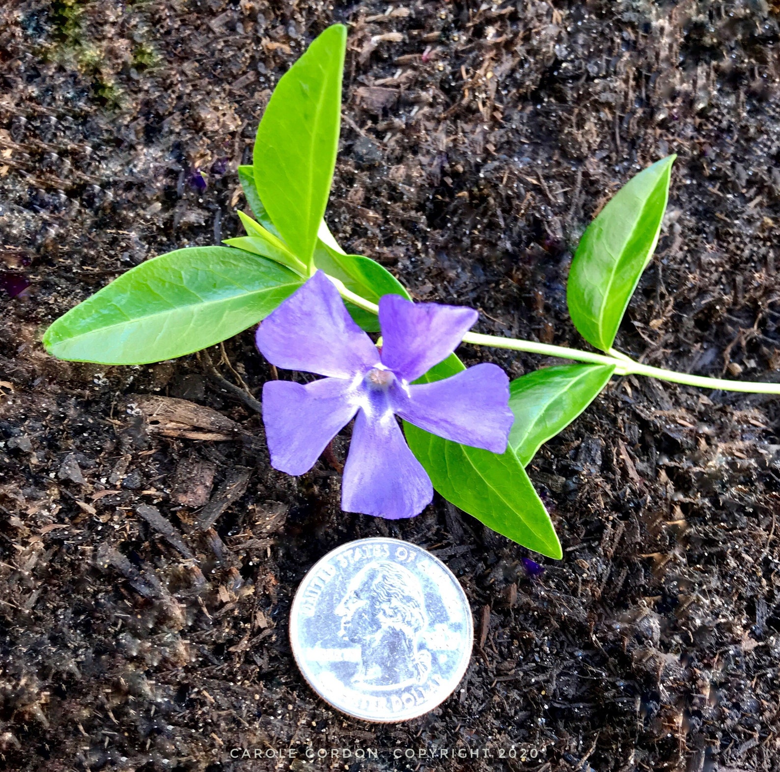 10+/ Periwinkle ‘vinca Minor’ BARE Root Starter Plants. Fast-growing ...