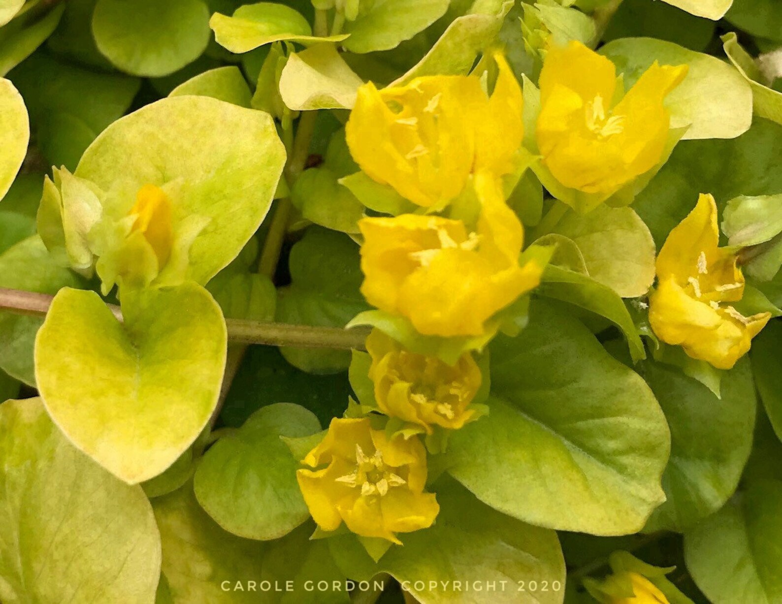 10/ creeping Jenny BARE Root lysimachia Nummularia - Etsy