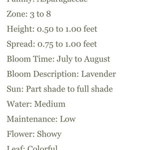 3/ Live BARE Root Hosta free Spirit Starter Plants. Lavender Blooms ...