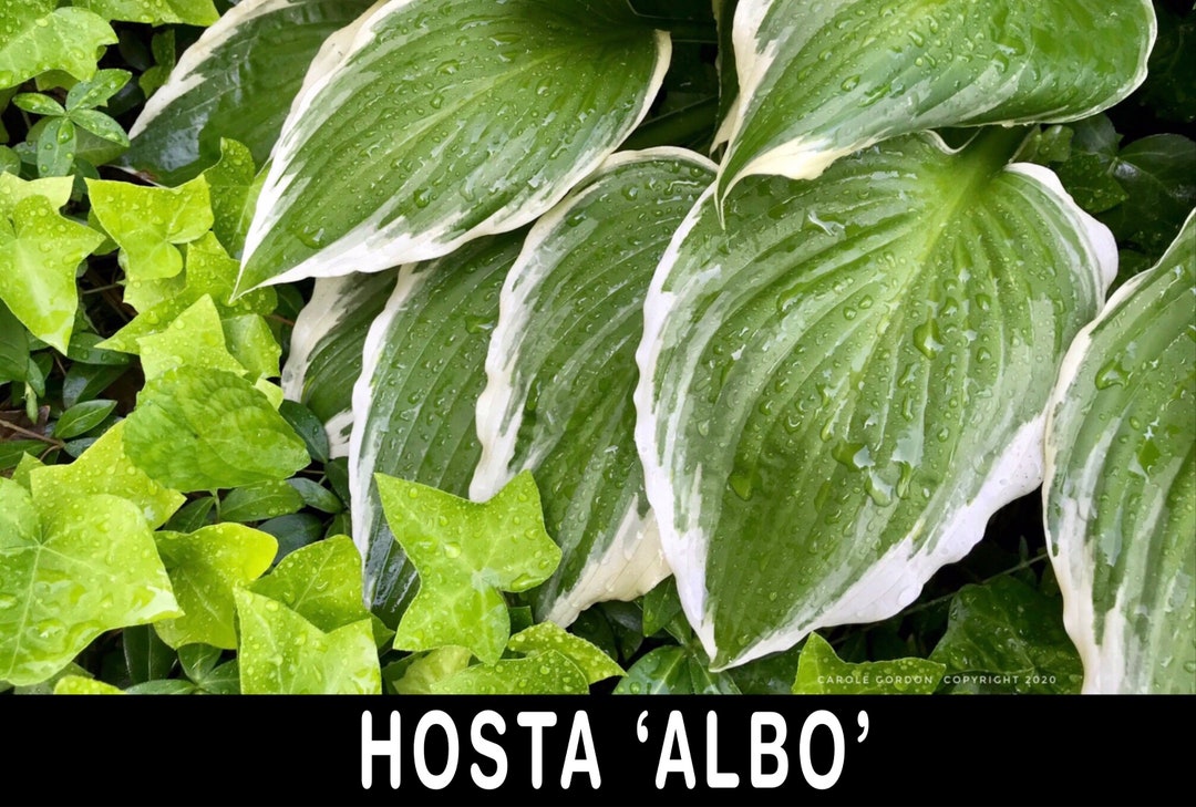 3/ Live BARE Root Hosta albo Marginata Starter Plants. - Etsy