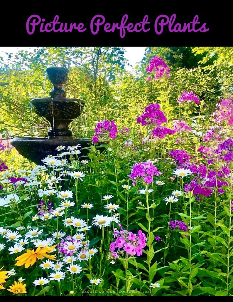 10/ Periwinkle vinca Minor BARE Root Starter Plants. - Etsy