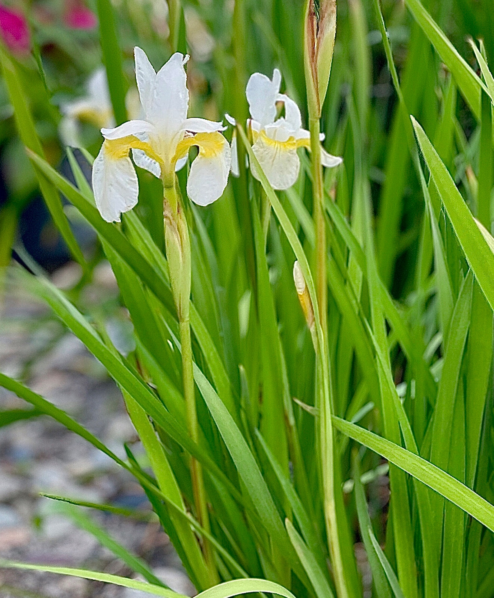 2/ Live WHITE Siberian IRIS Bare Root Rhizome Starter Plants Perennial ...