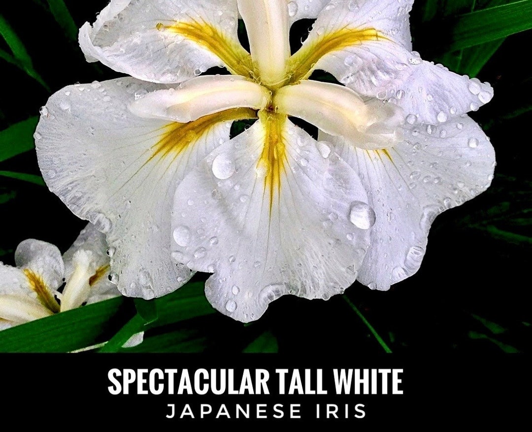 1/ Spectacular Tall White JAPANESE IRIS Live Bare Root Perennial ...