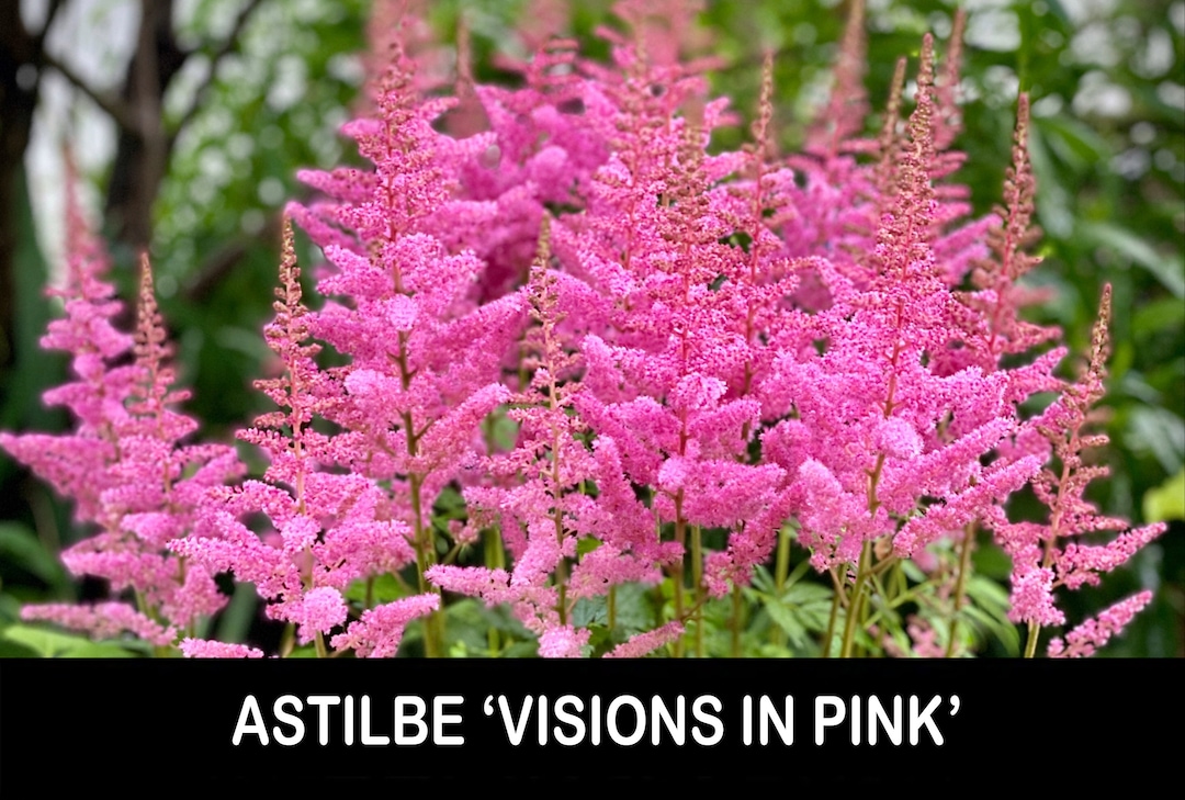 2/ ‘visions in Pink’ ASTILBE Live Bare Root Starter Plants SHADE ...