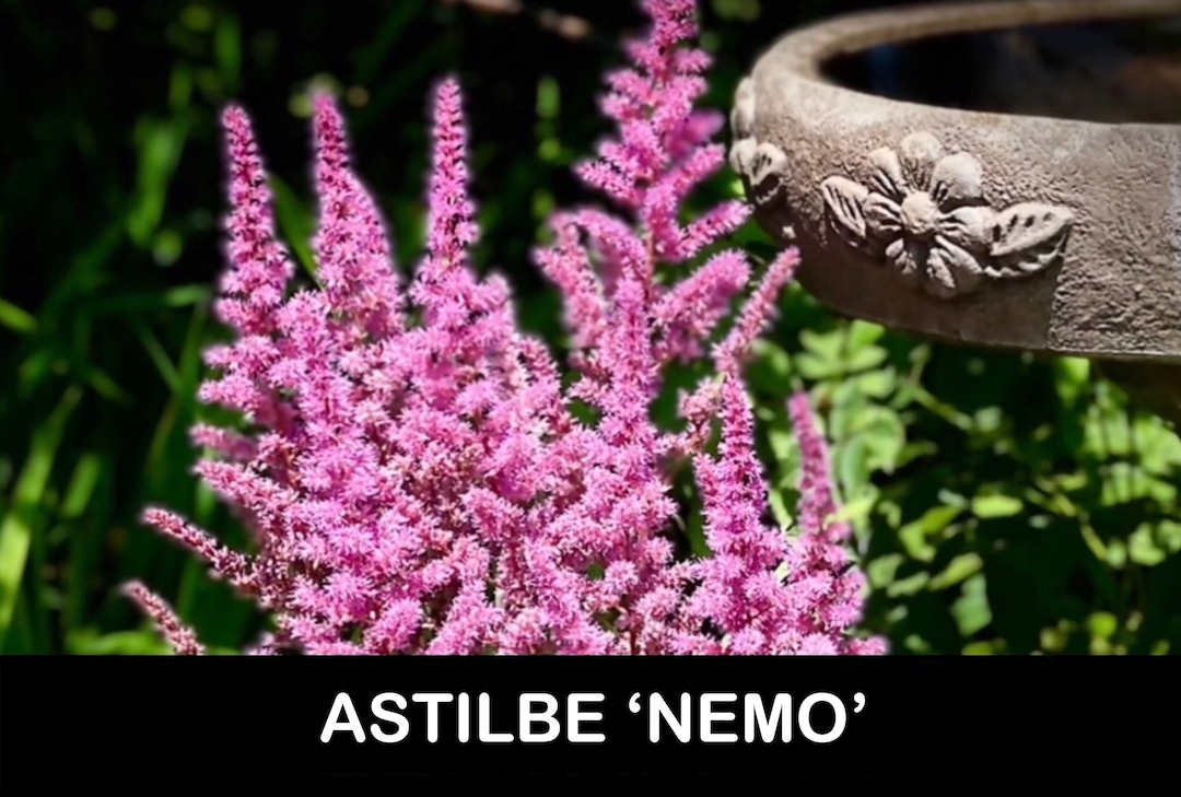 2/ ASTILBE ‘NEMO’ Magenta Pink Bare Root Starter Plants. Shade ...