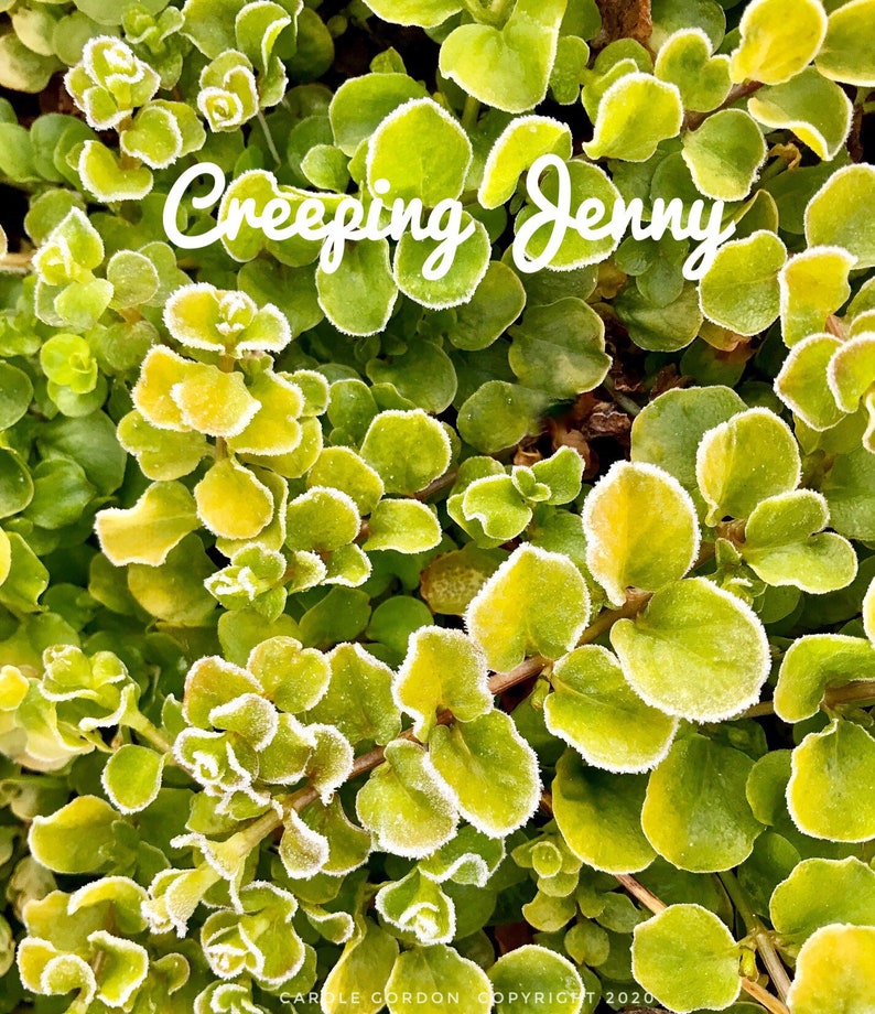10/ creeping Jenny BARE Root lysimachia Nummularia - Etsy
