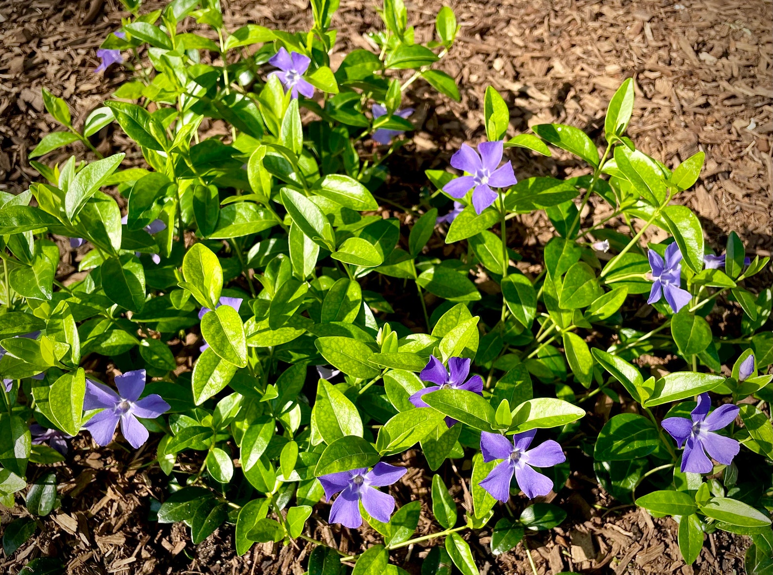 10+/ Periwinkle ‘vinca Minor’ BARE Root Starter Plants. Fast-growing ...