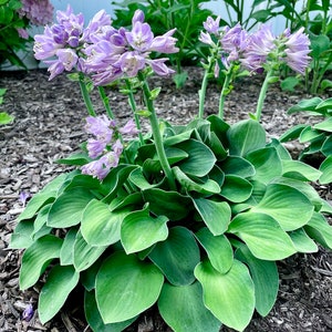 3/ Live BARE Root Hosta free Spirit Starter Plants. Lavender Blooms ...