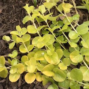 10+/ ‘creeping Jenny’ BARE Root ‘lysimachia Nummularia’ Starter Plants ...