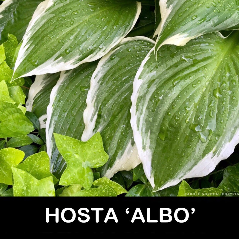 Purple Hosta Plant - Etsy