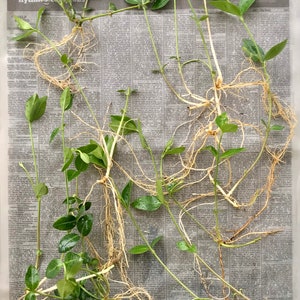 10/ Periwinkle vinca Minor BARE Root Starter Plants. - Etsy