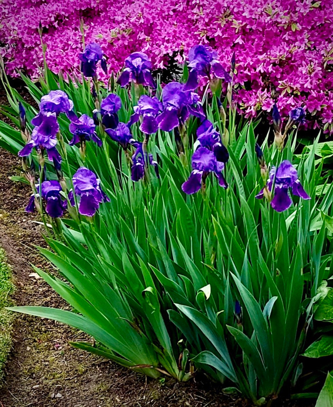1/ Purple BEARDED IRIS Bare Root Plant Rhizome Flowers - Etsy