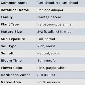 2/ PINK TURTLEHEAD ’hot Lips’ Chelone Iyonii Live Bare Root Perennial ...