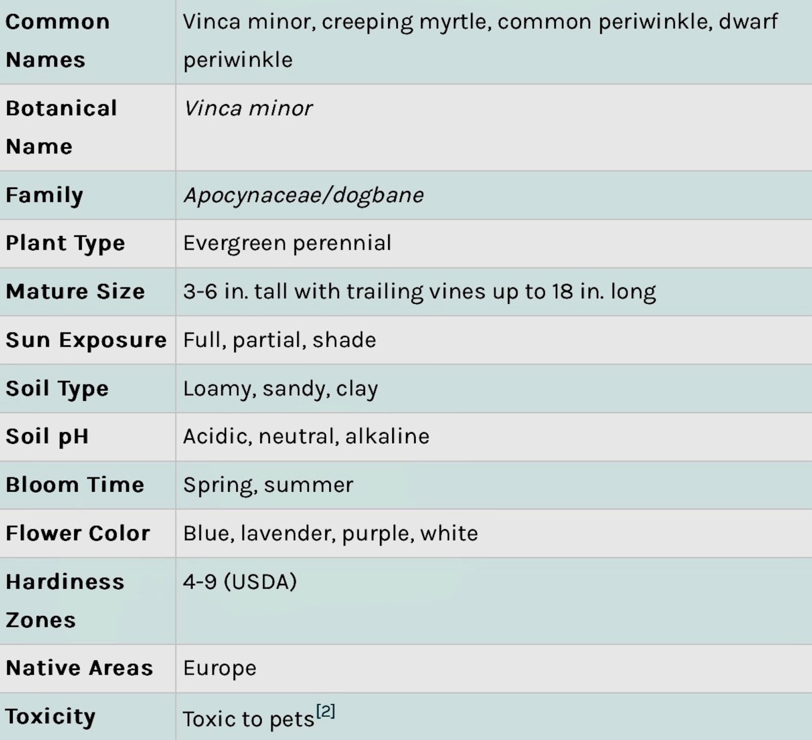 10+/ Periwinkle ‘vinca Minor’ BARE Root Starter Plants. Fast-growing ...