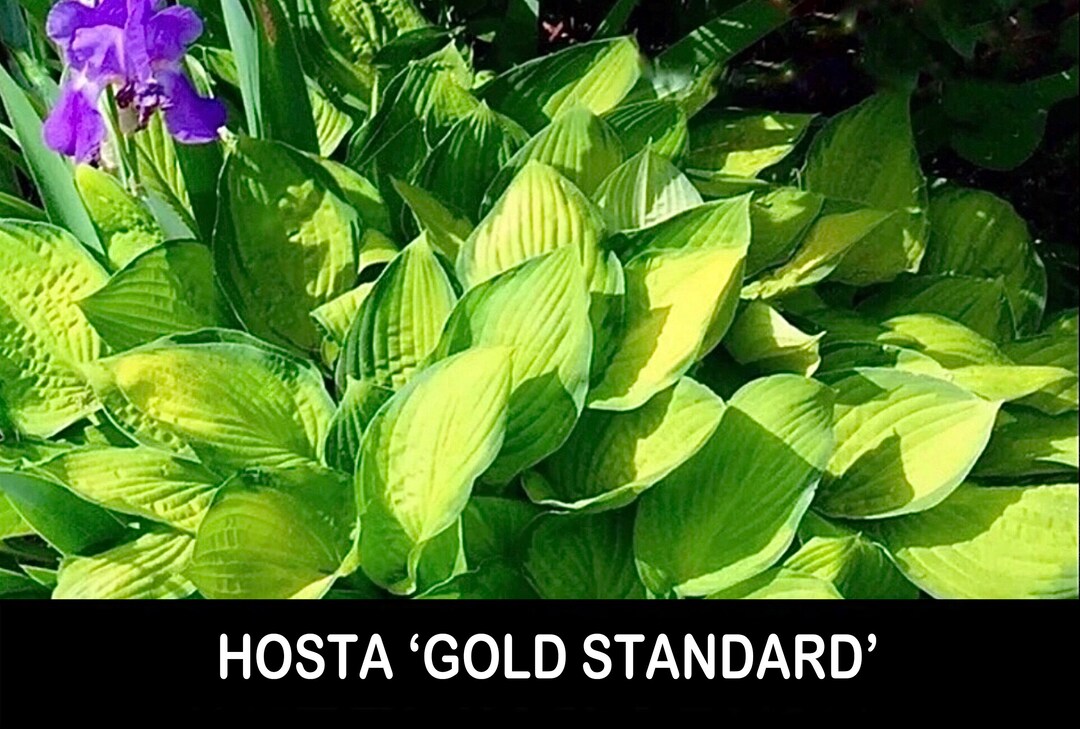 3/ BARE Root Hosta ‘gold Standard’ Starter Plants. Lavender Flowers ...
