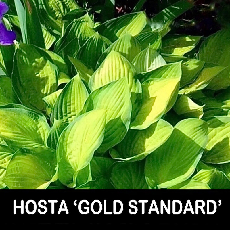 Hosta - Etsy