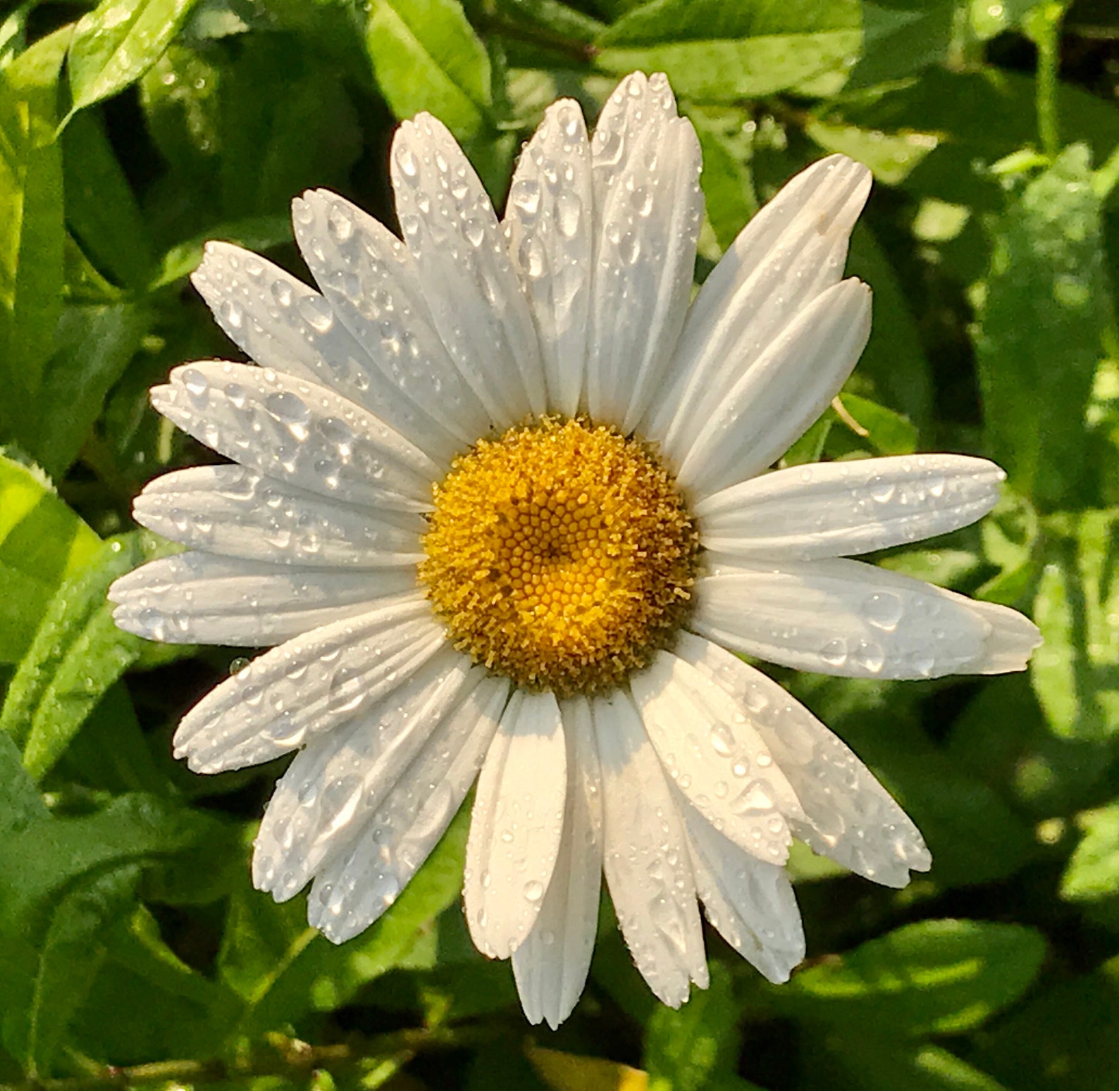 3/ Shasta Daisy BARE Root Starter Plants. Perennial. White - Etsy